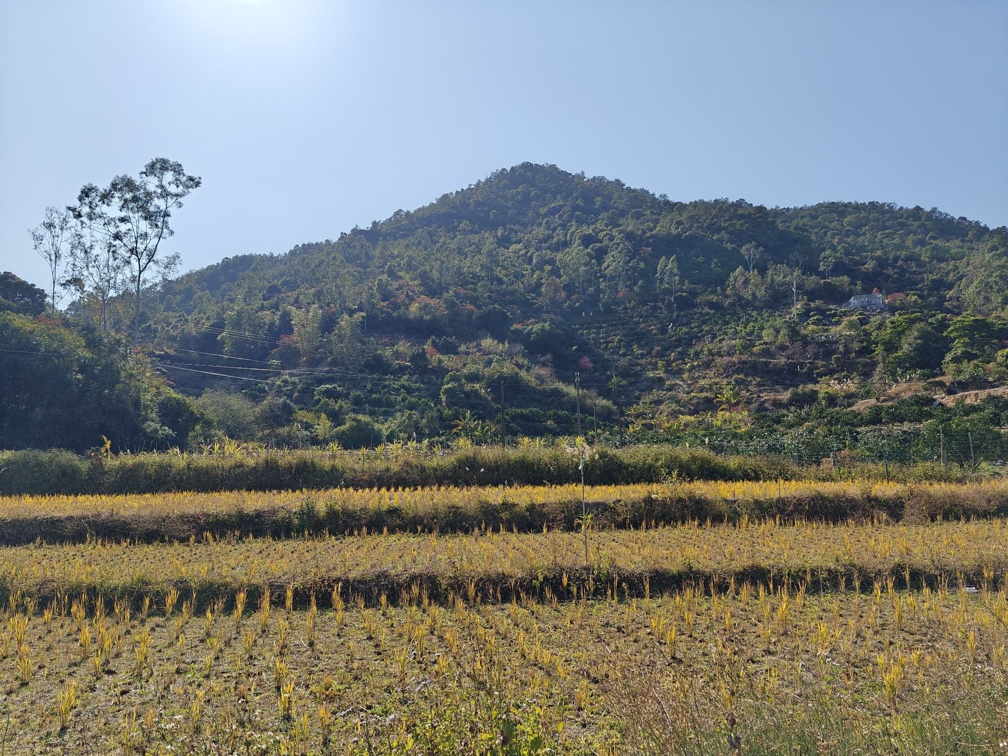 orX (@orvice@pokemon.men) - Pokemon Mastodon